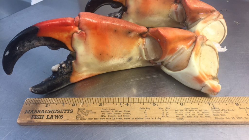Stone Crabs | Kirk Fish Company